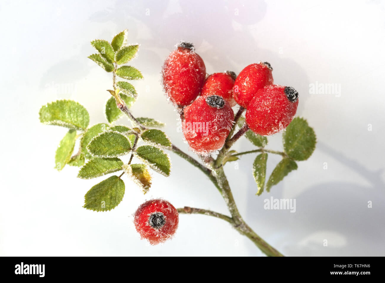 Rosehip or dog rose, Rosa canina Stock Photo - Alamy