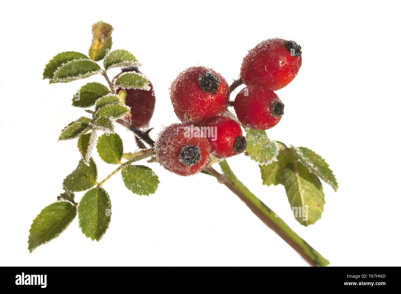 Rosehip or dog rose, Rosa canina Stock Photo - Alamy