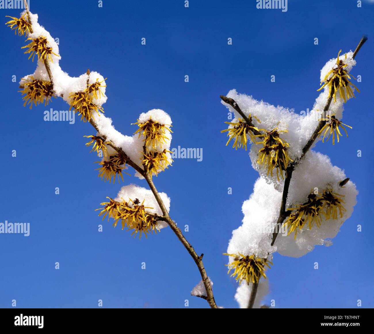 european witch hazel Stock Photo - Alamy