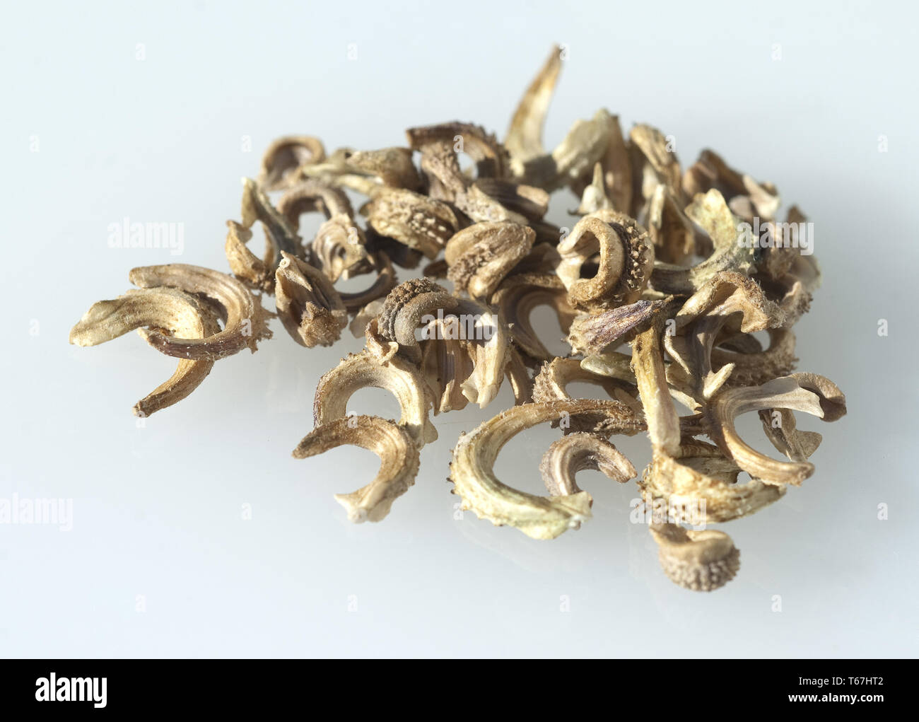 common marigold [Calendula officinalis] Stock Photo - Alamy