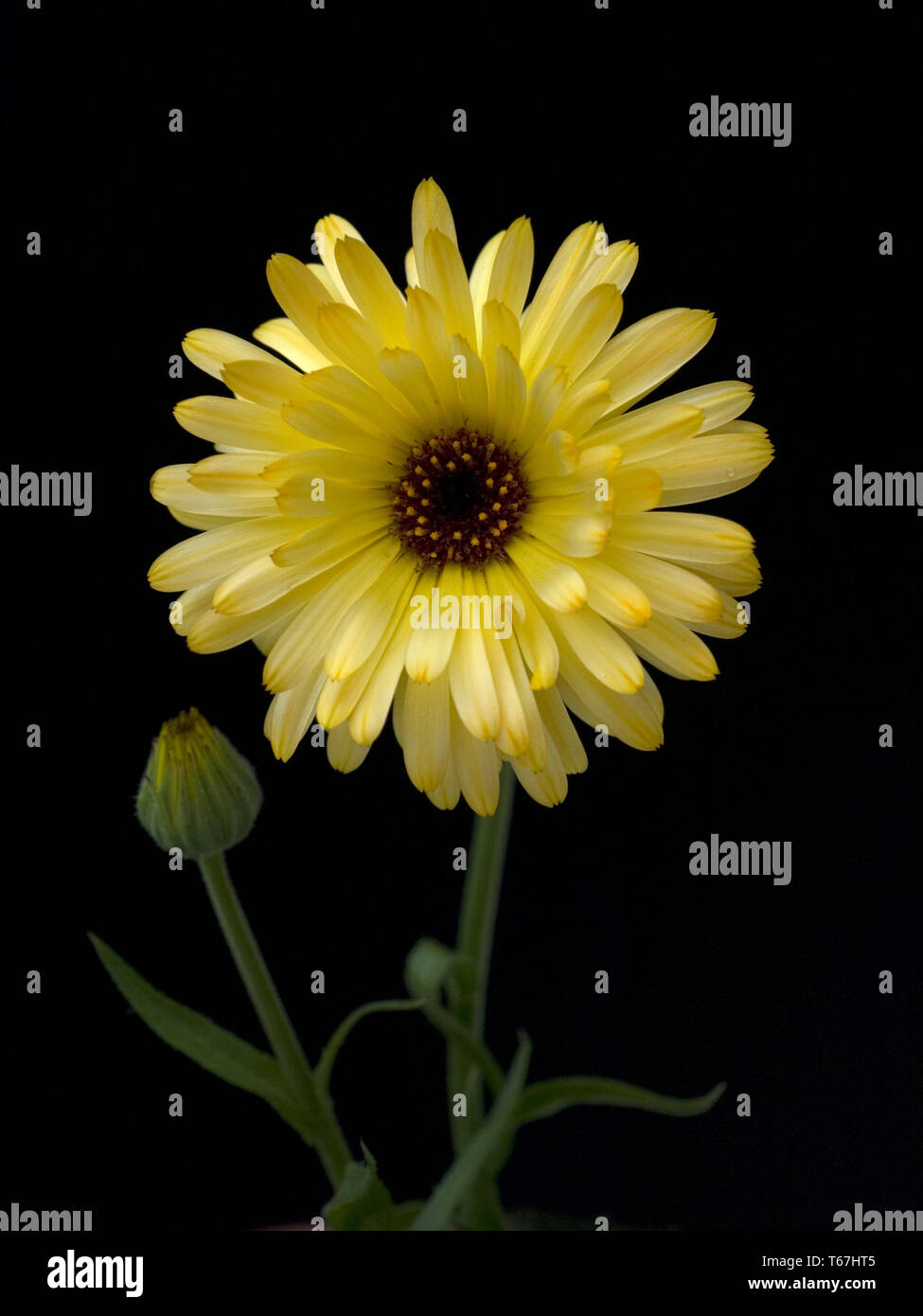 common marigold [Calendula officinalis] Stock Photo - Alamy
