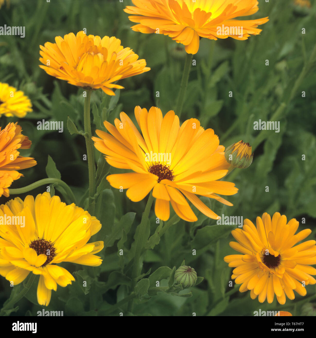 common marigold [Calendula officinalis] Stock Photo - Alamy