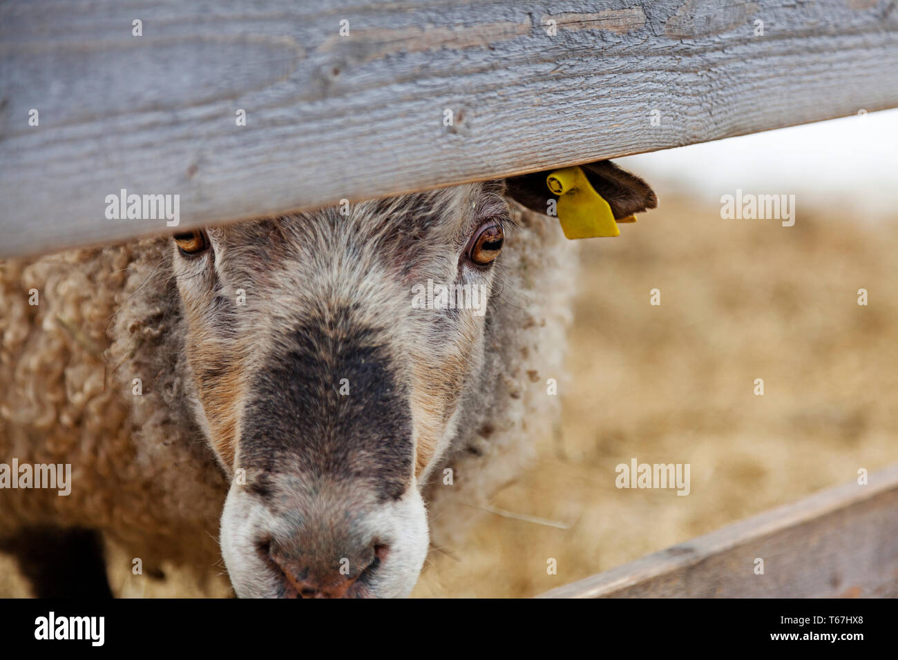sheep looking forward from fence Stock Photo - Alamy