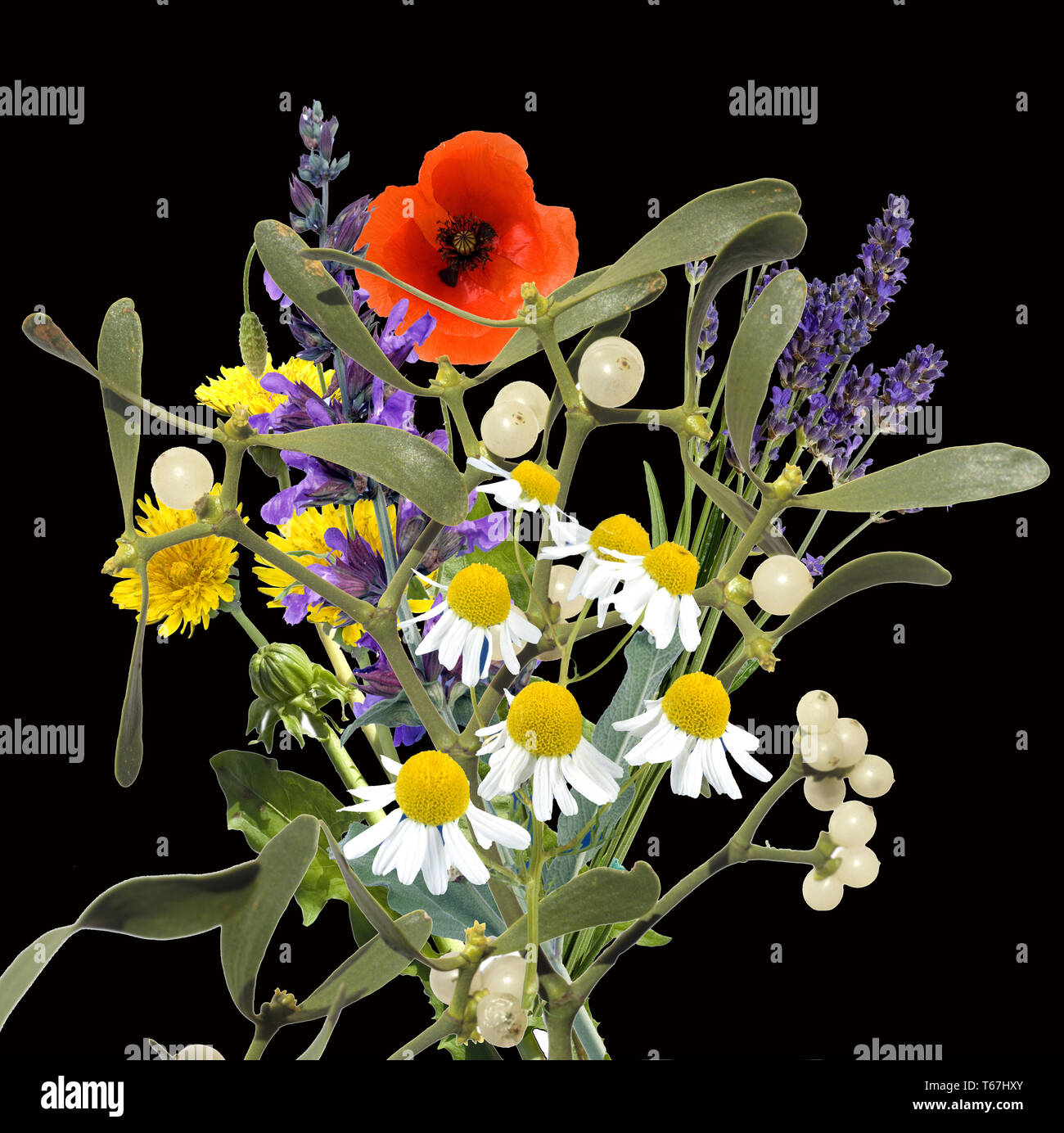 officinal plants, medical plants, arrangement Stock Photo - Alamy