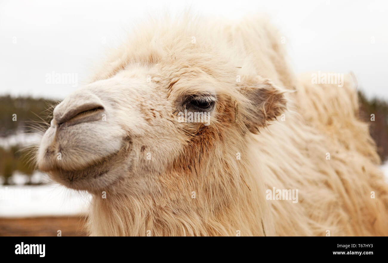 camel with light fur with winter background Stock Photo - Alamy