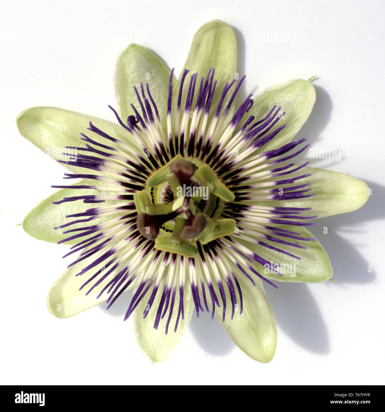 Passion Flower (Passiflora Stock Photo - Alamy