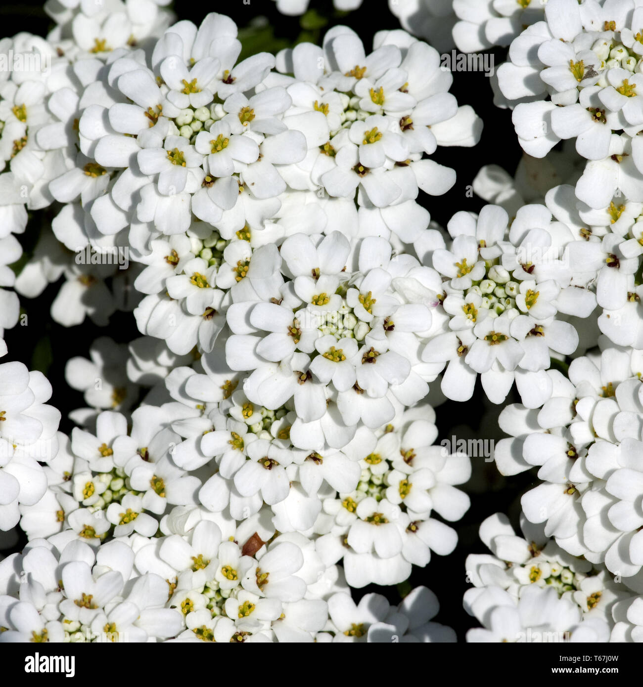 Genus iberis hi-res stock photography and images - Alamy