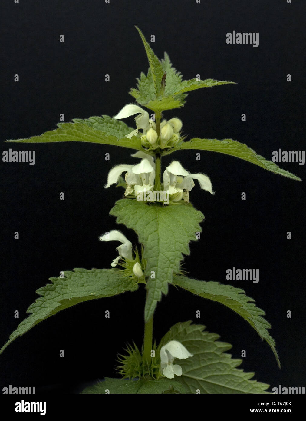 Genus lamium hi-res stock photography and images - Alamy