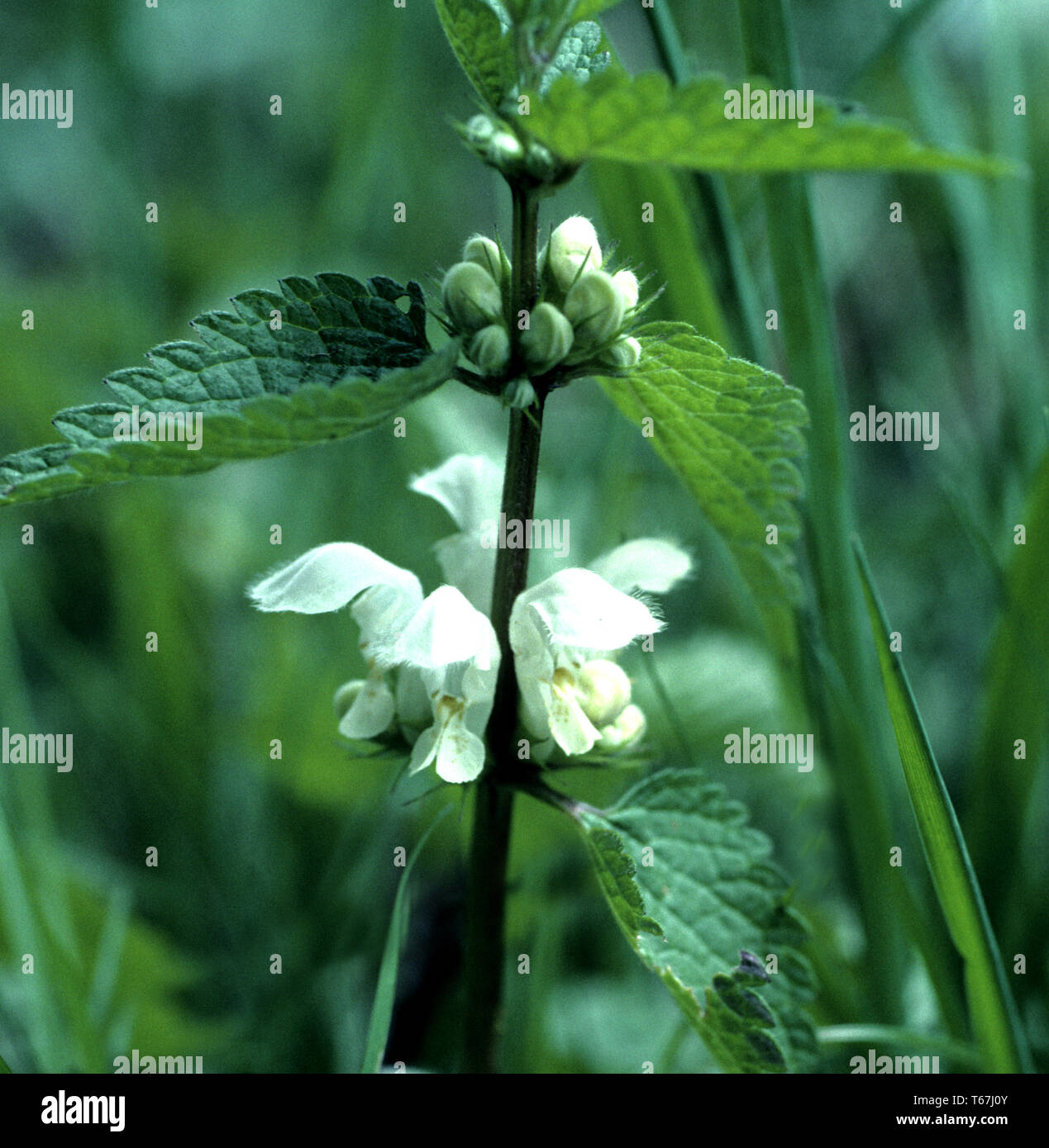 Genus lamium hi-res stock photography and images - Alamy