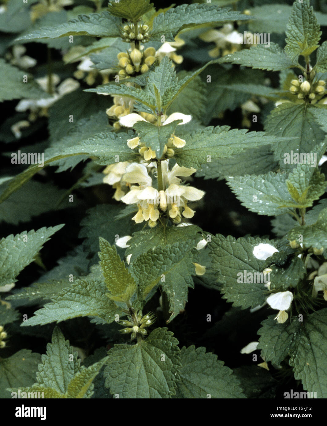 Genus lamium hi-res stock photography and images - Alamy