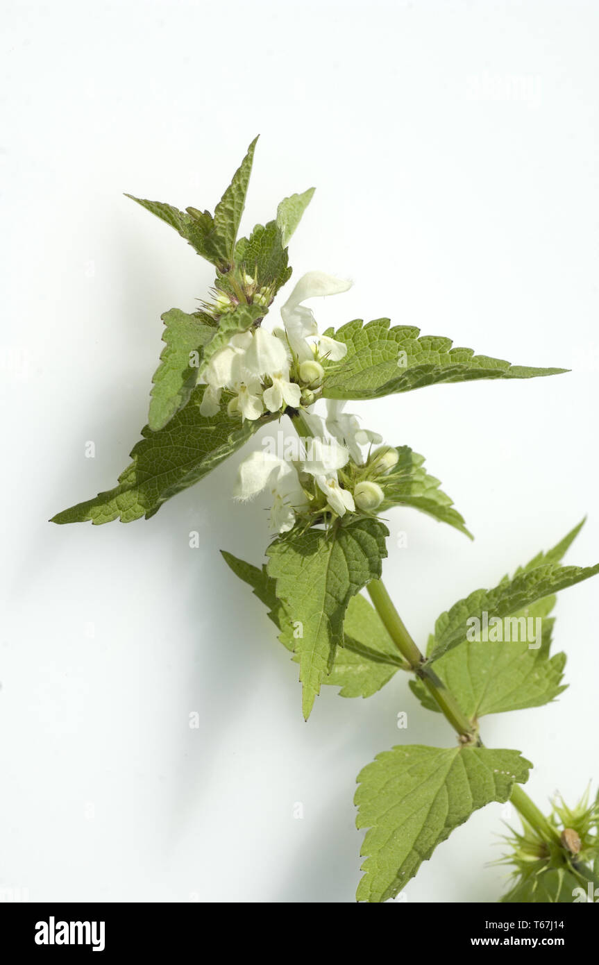 Dead-Nettle, genus Lamium, Germany Stock Photo - Alamy