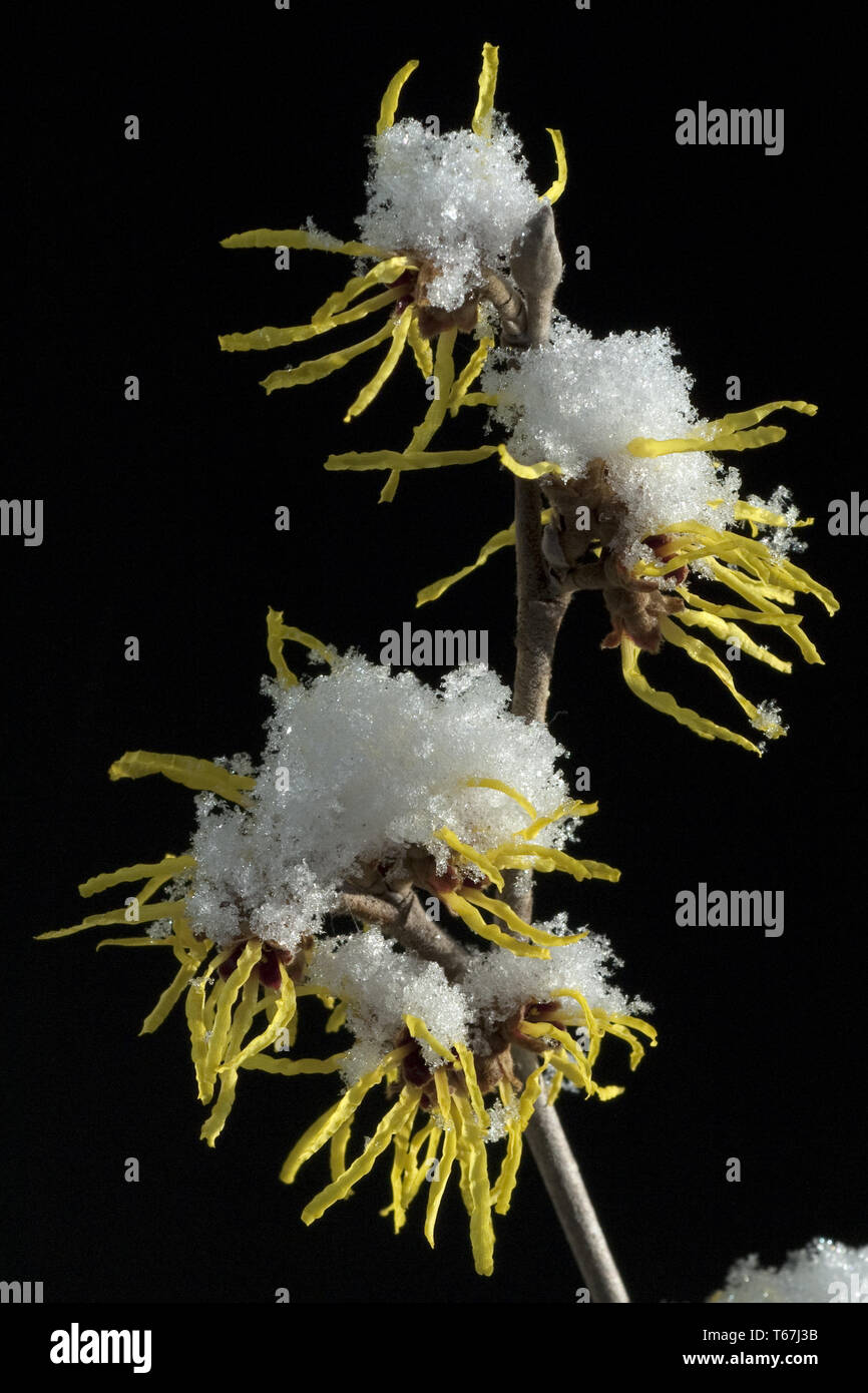 Witch hazel seeds hi-res stock photography and images - Alamy
