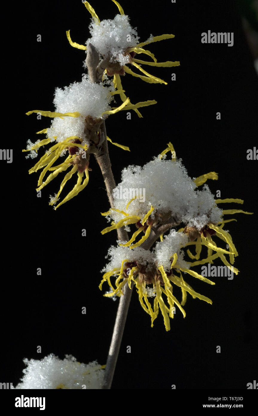 Witch hazel seeds hi-res stock photography and images - Alamy