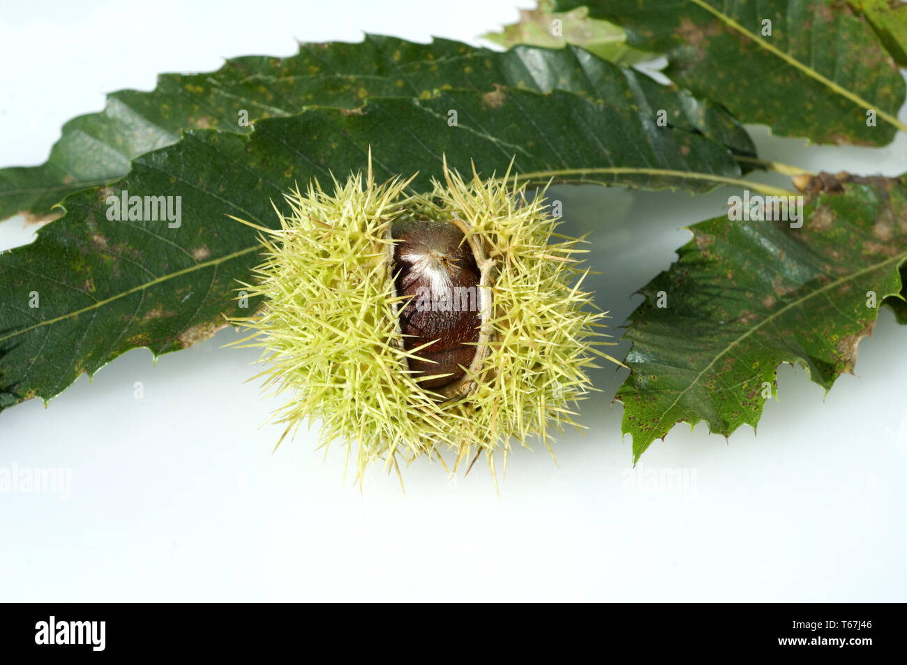 Spanish chestnut or Sweet chestnut [Castanea sativa] Stock Photo - Alamy