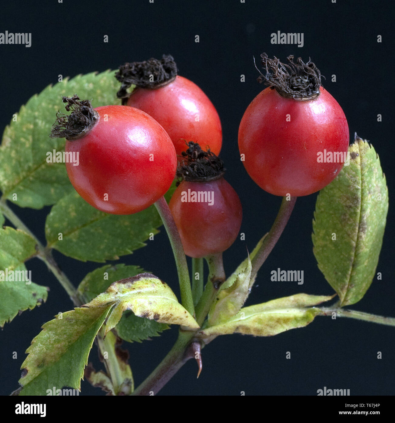 Rosehip or dog rose, Rosa canina Stock Photo - Alamy