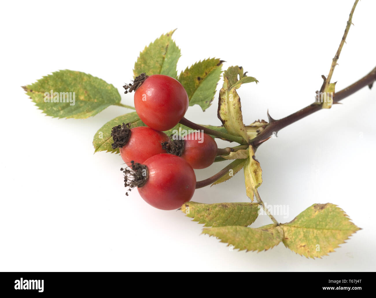 Rosehip or dog rose, Rosa canina Stock Photo - Alamy