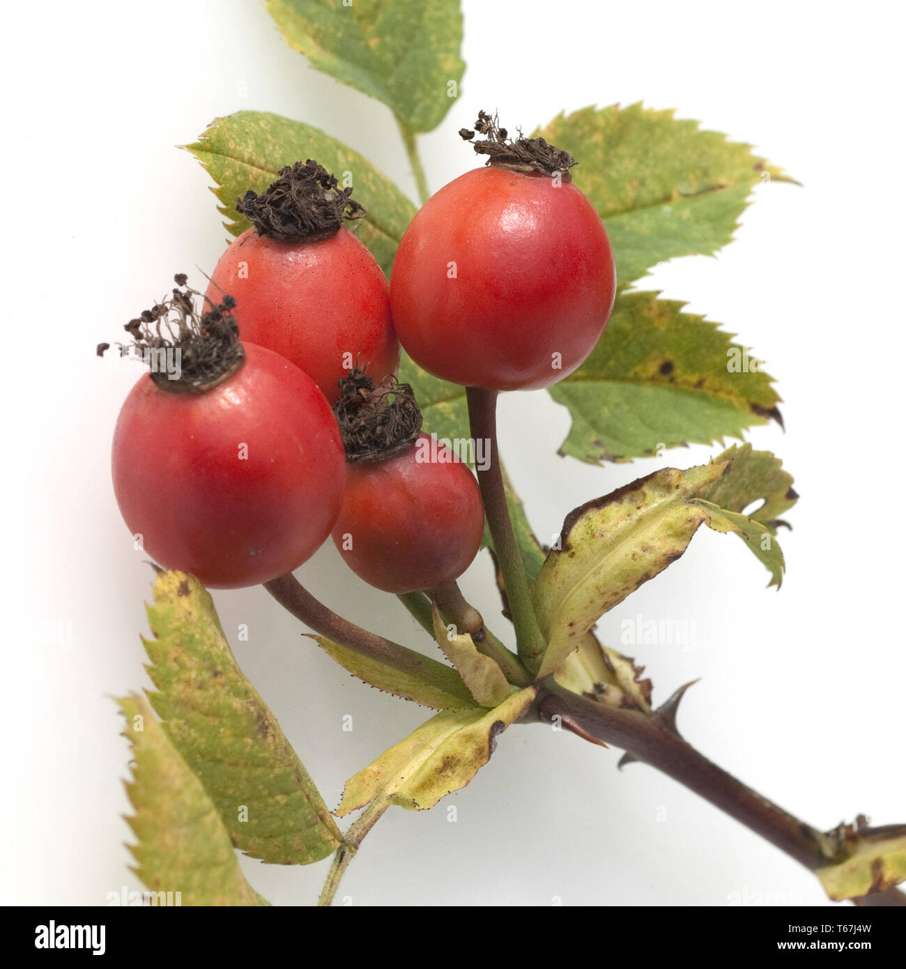 Rosehip or dog rose, Rosa canina Stock Photo - Alamy
