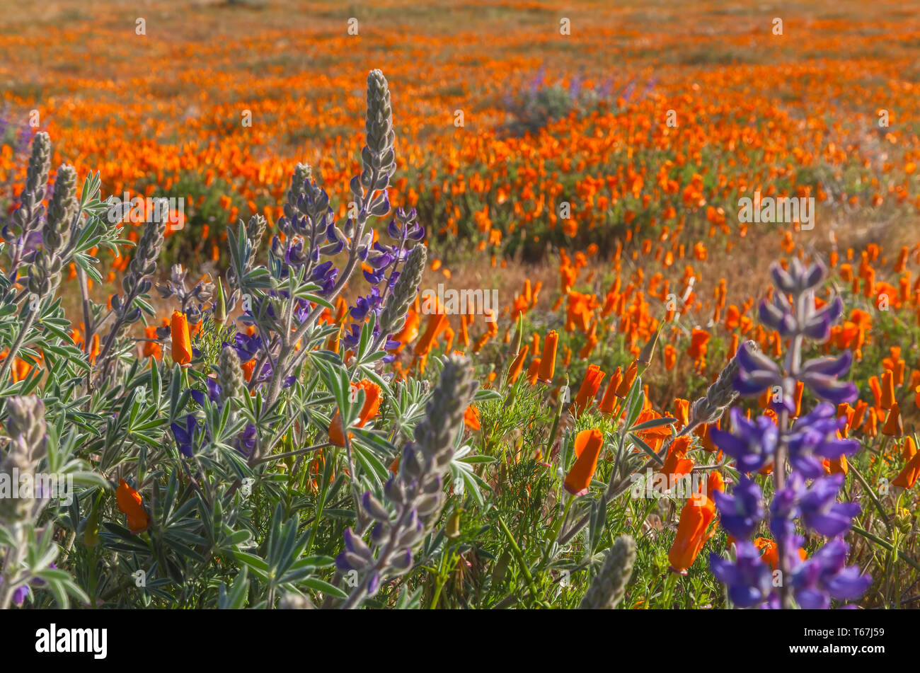 Soda grape lupine flowers with California poppies in background ...