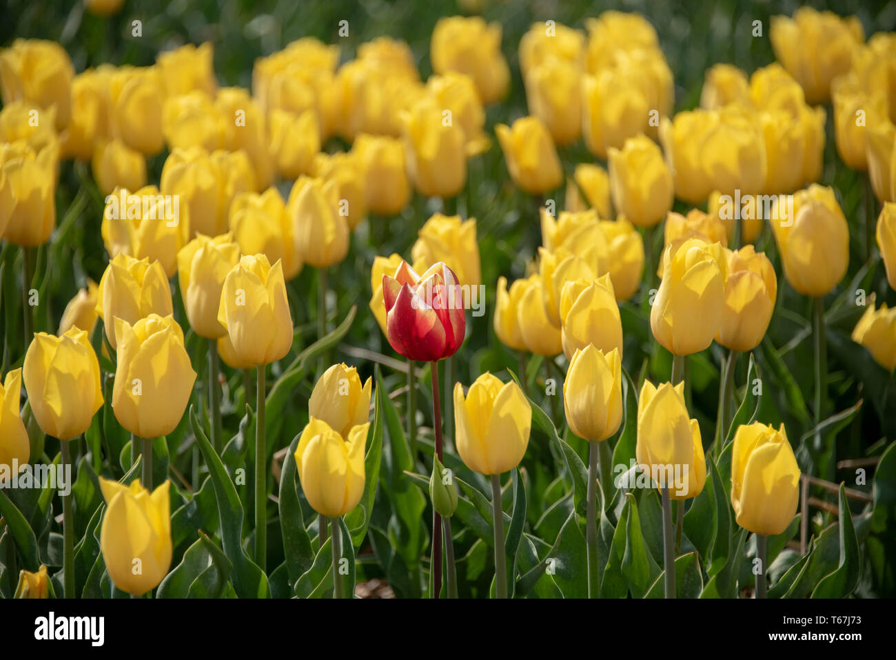 Tulips up to the horizon Stock Photo - Alamy