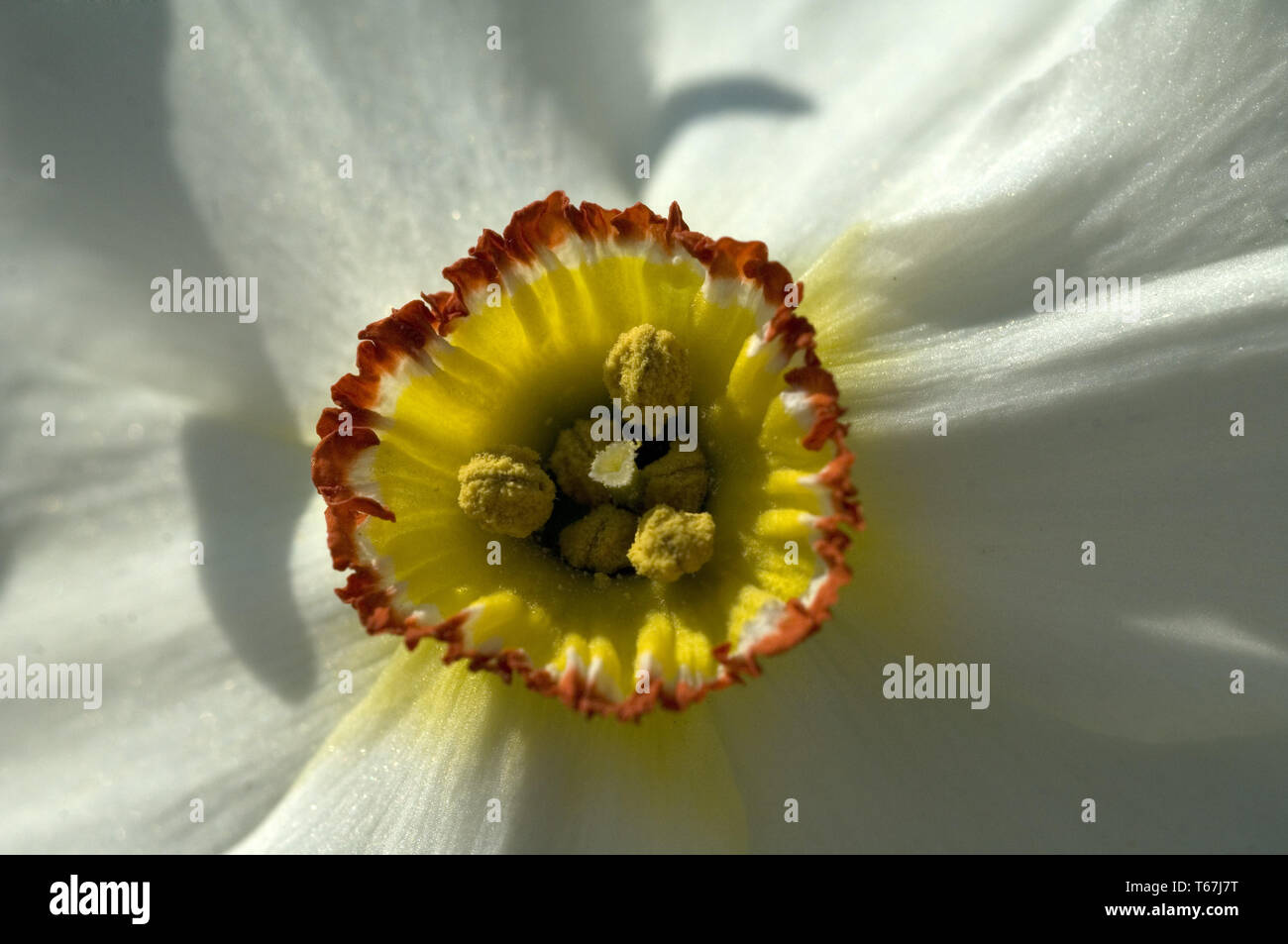poet's daffodil, nargis, Findern flower, pinkster lily [Narcissus ...
