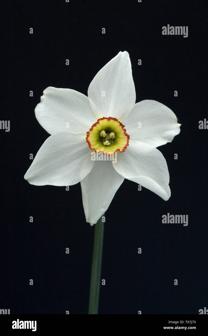 poet's daffodil, nargis, Findern flower, pinkster lily [Narcissus ...