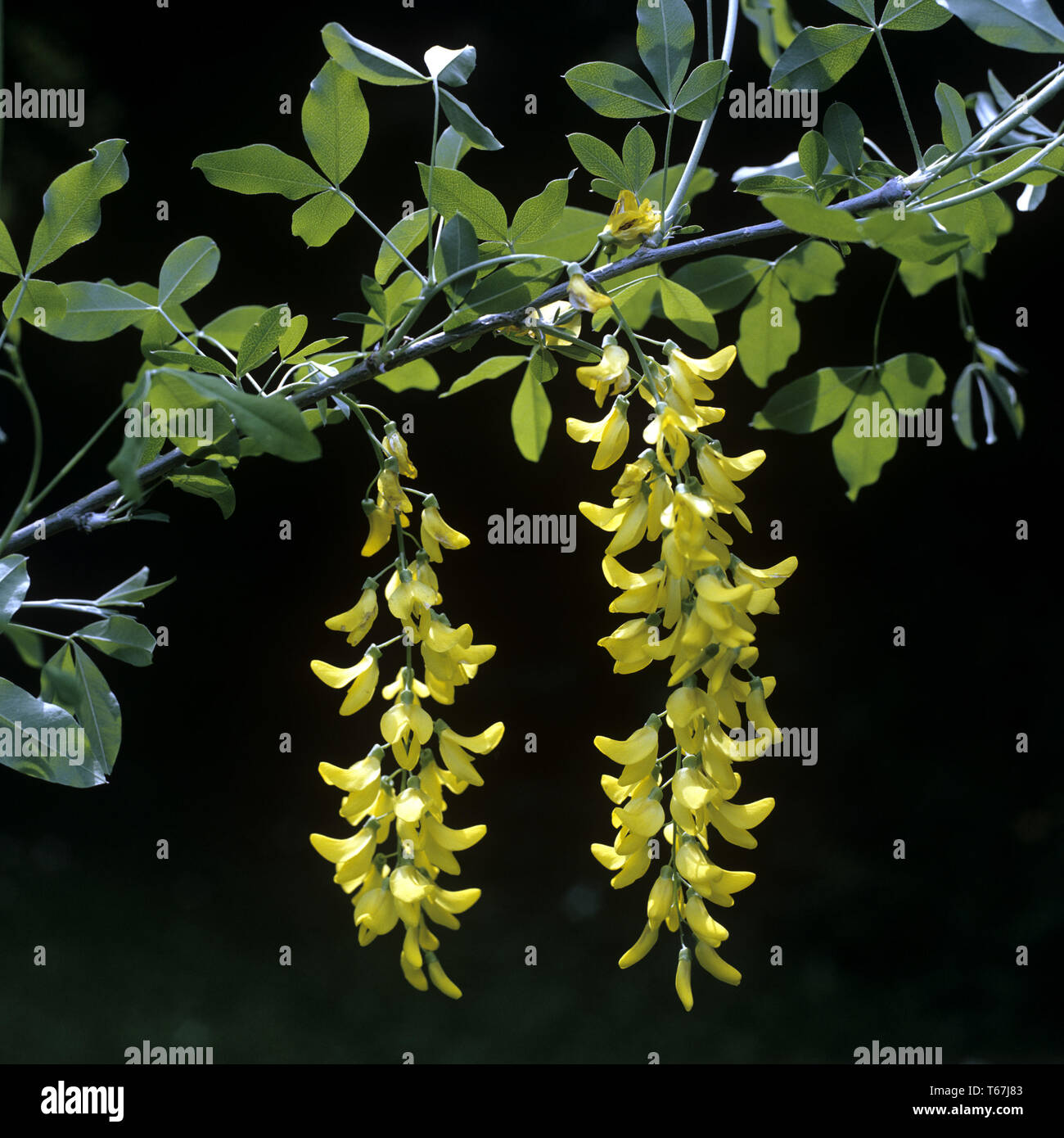 Laburnum or Golden Chain, genus Laburnum, germany, europe Stock Photo ...