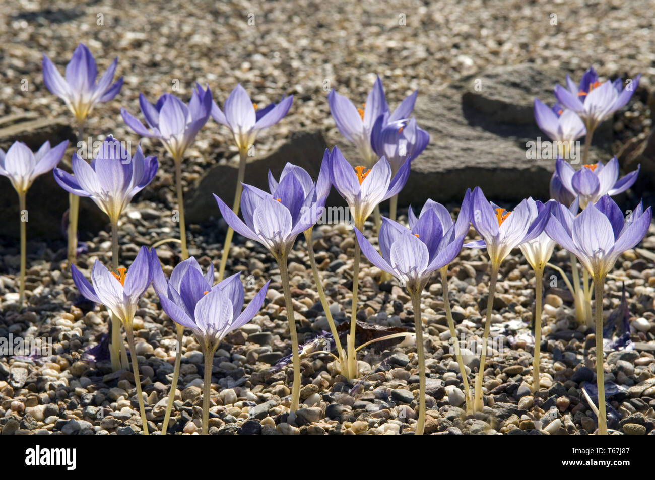 Crocus in early spring Stock Photo - Alamy