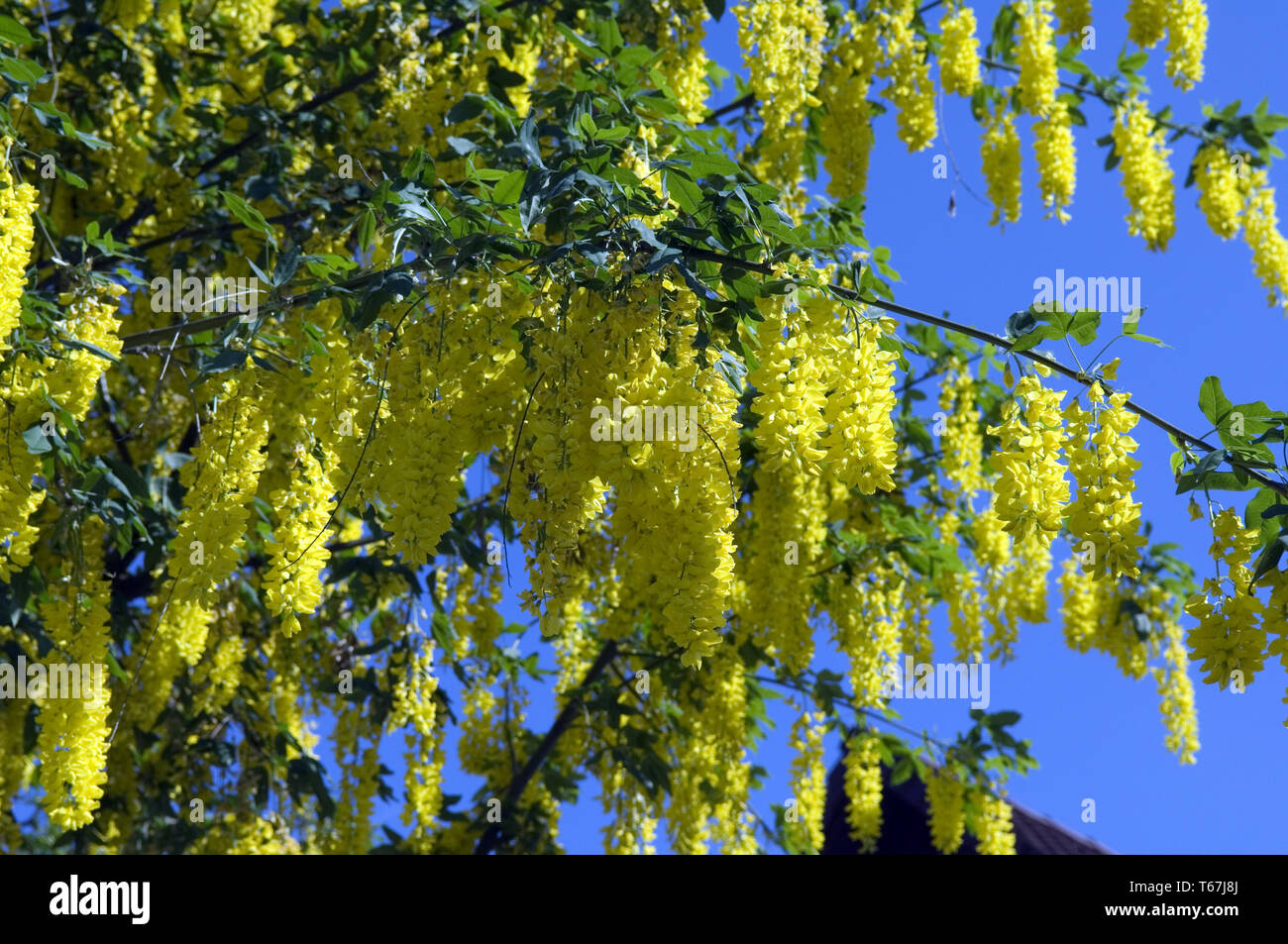 Laburnum or Golden Chain, genus Laburnum, germany, europe Stock Photo ...