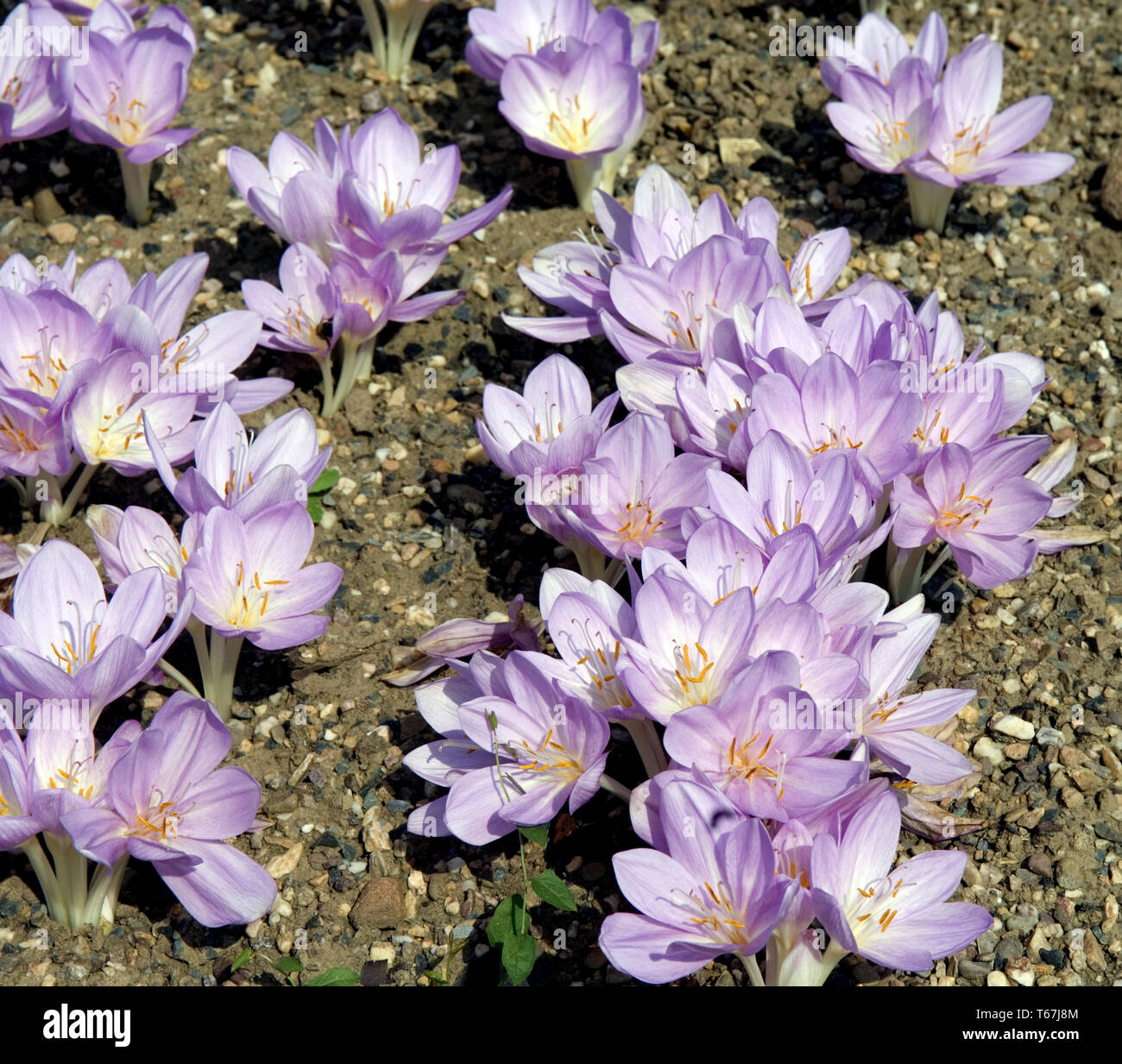 Colchicum bornmuelleri hi-res stock photography and images - Alamy