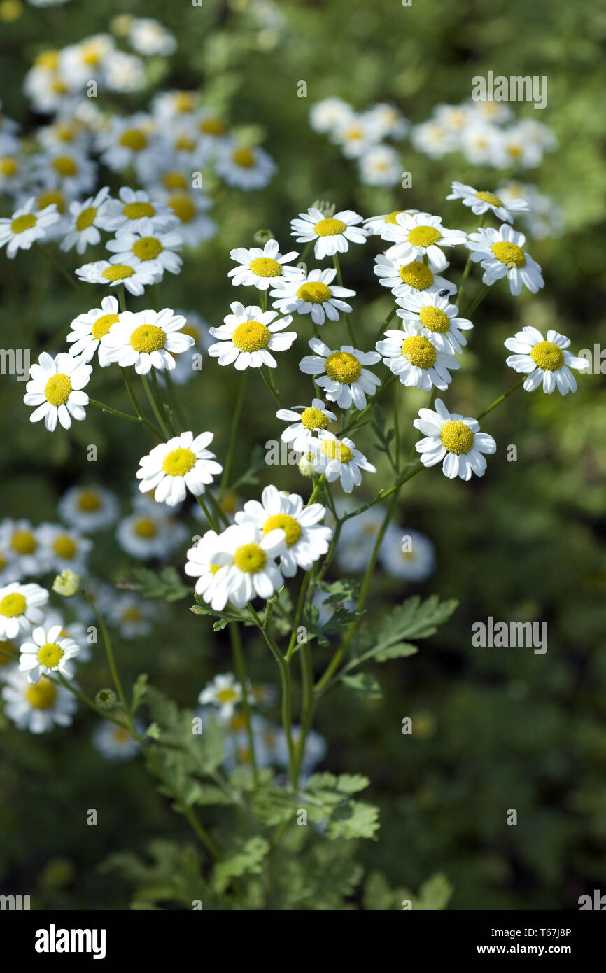 Chrysanthemum Chamomilla High Resolution Stock Photography and Images ...