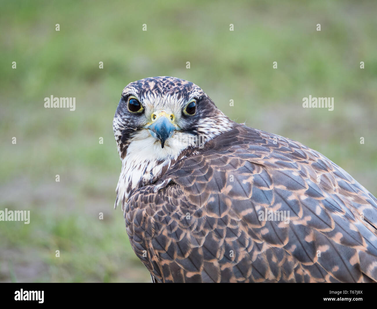Lanner falcon sits against a green background Stock Photo - Alamy