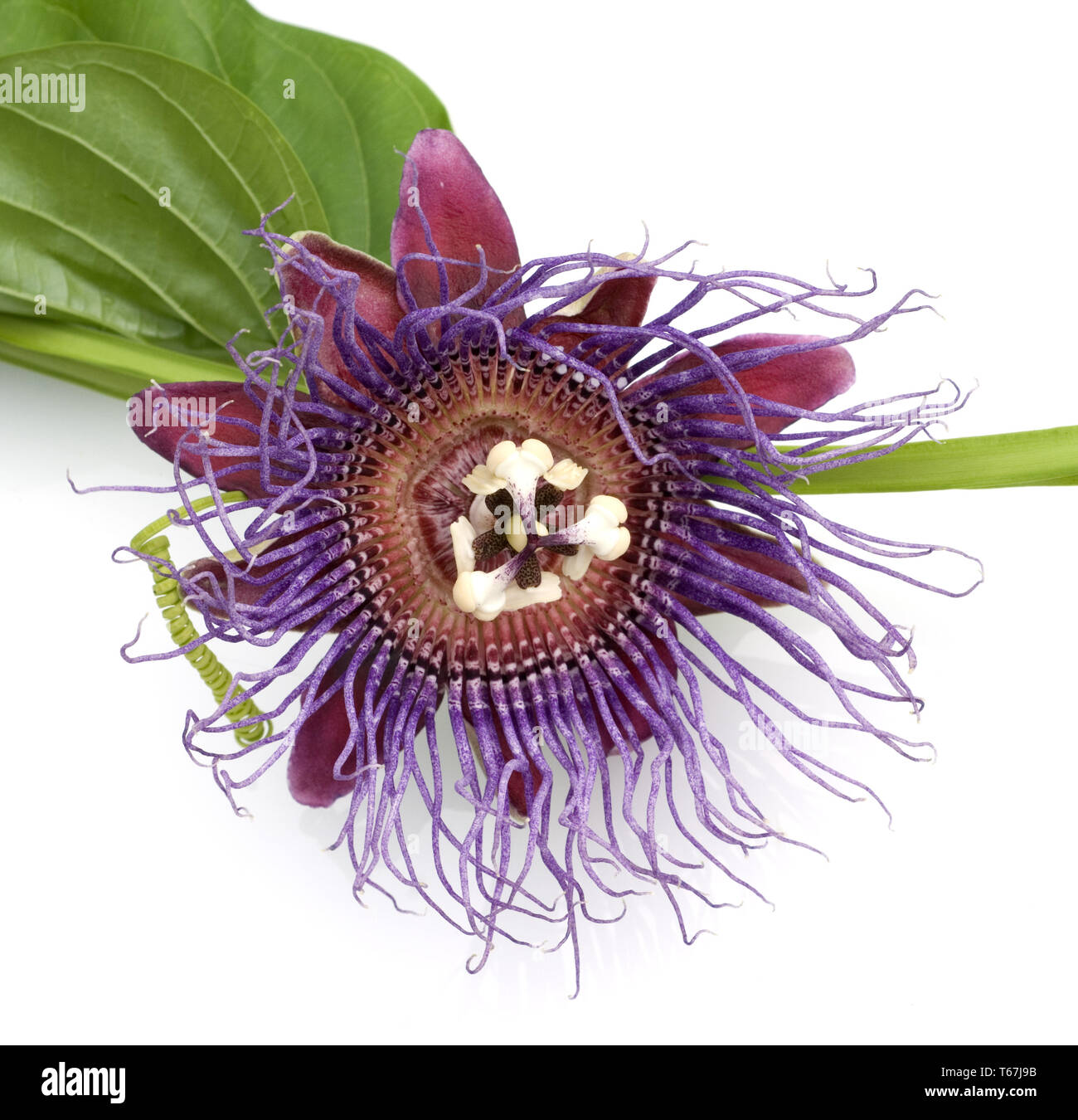 fragrant granadilla or wingstem passion flower (passiflora alata Stock ...