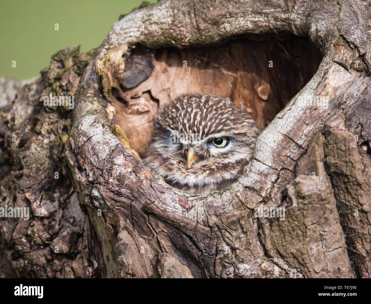 Little owl perched on at tree trunk Stock Photo - Alamy