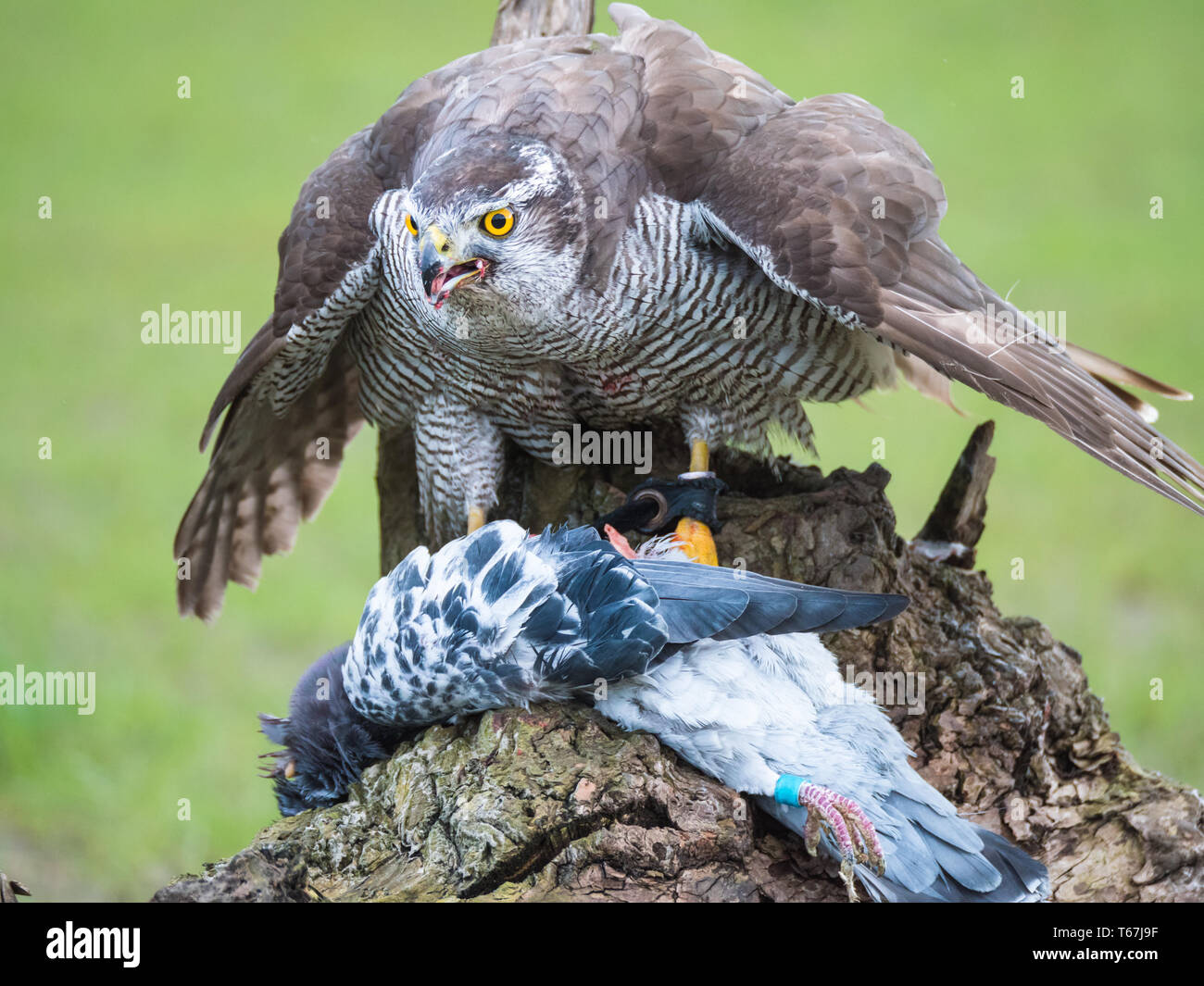 Hybrid gyr peregrine falcon hi-res stock photography and images - Alamy
