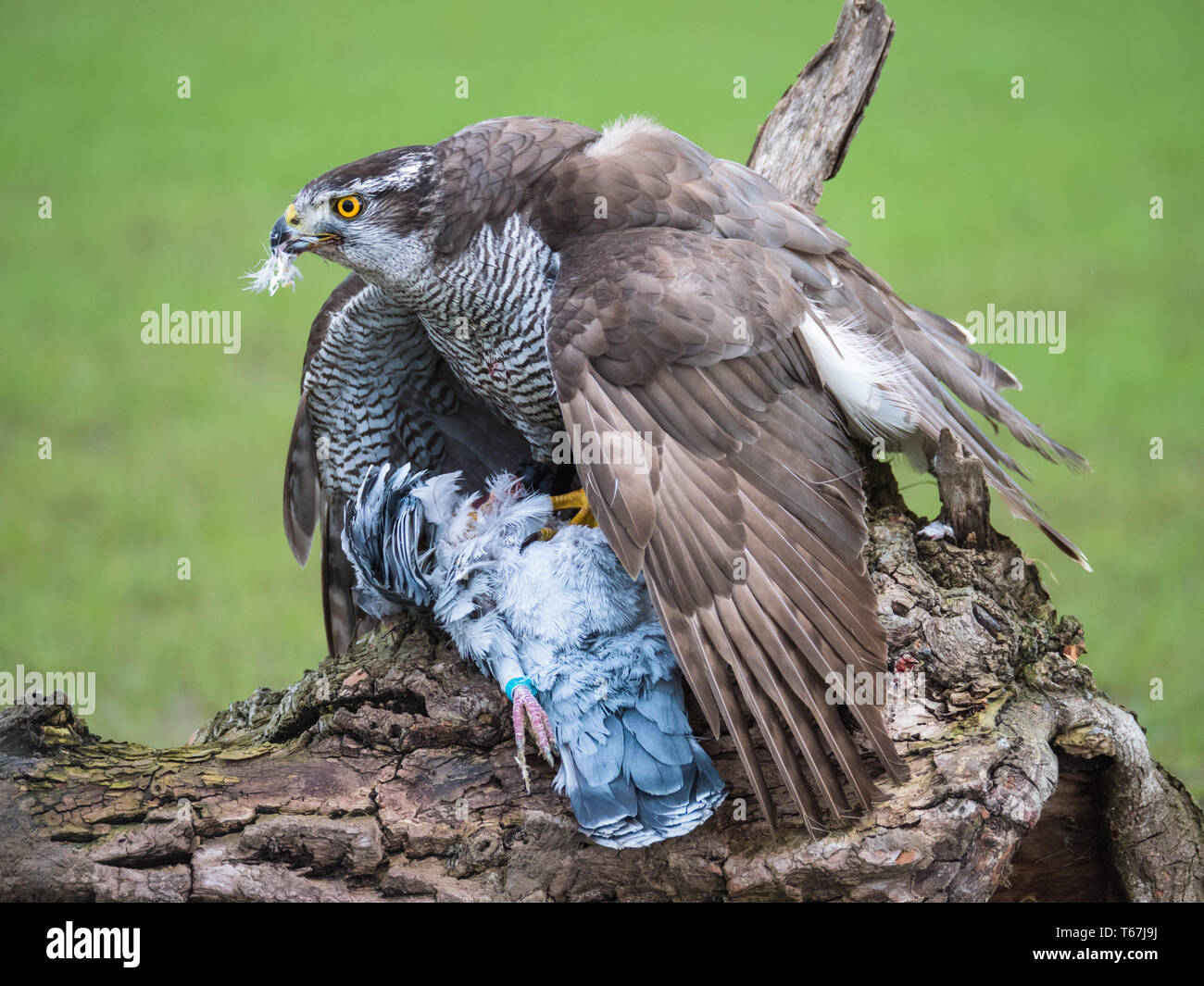 Peregrine gyrfalcon hybrid hi-res stock photography and images - Alamy