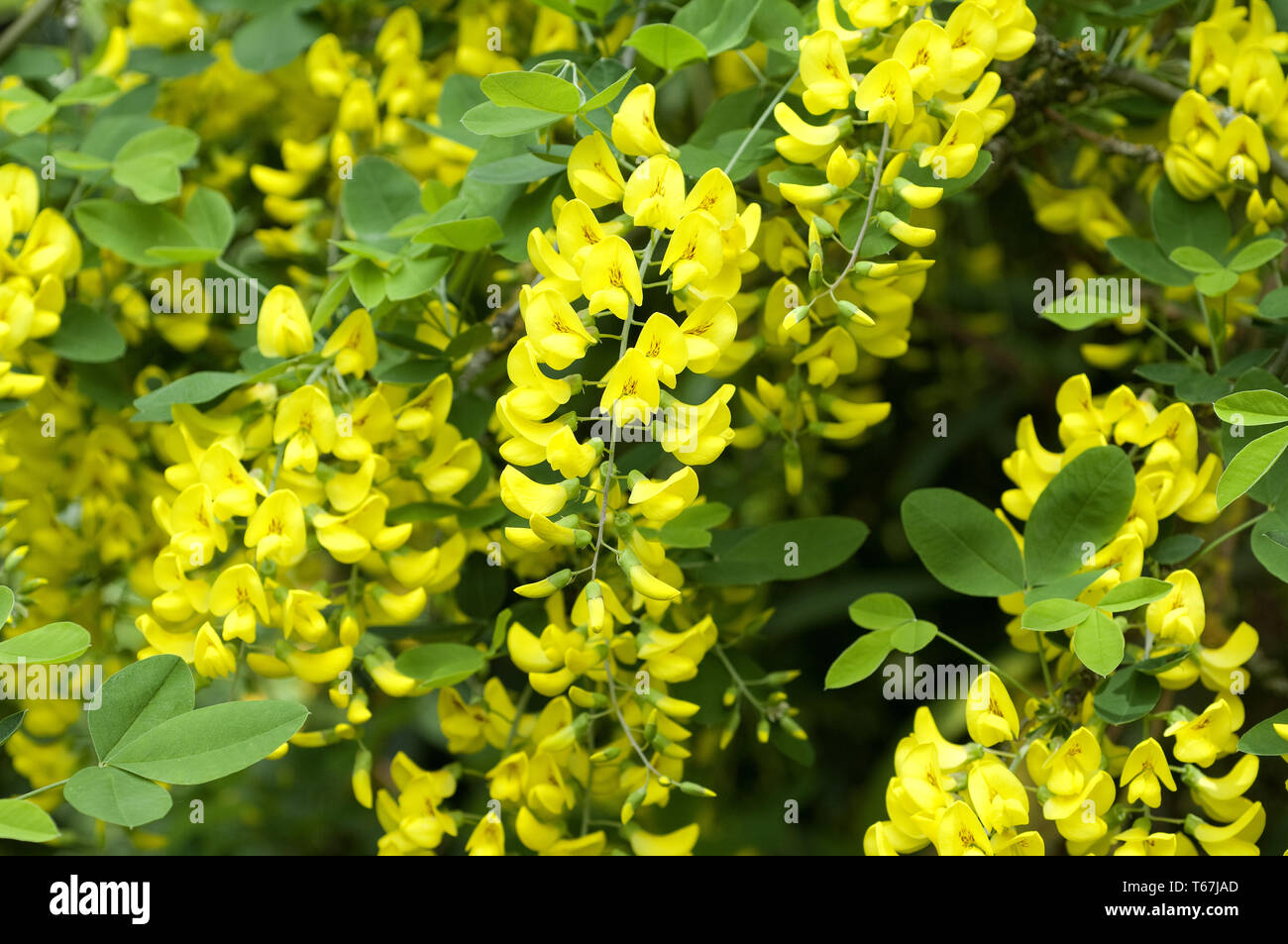 Laburnum vulgare hi-res stock photography and images - Alamy