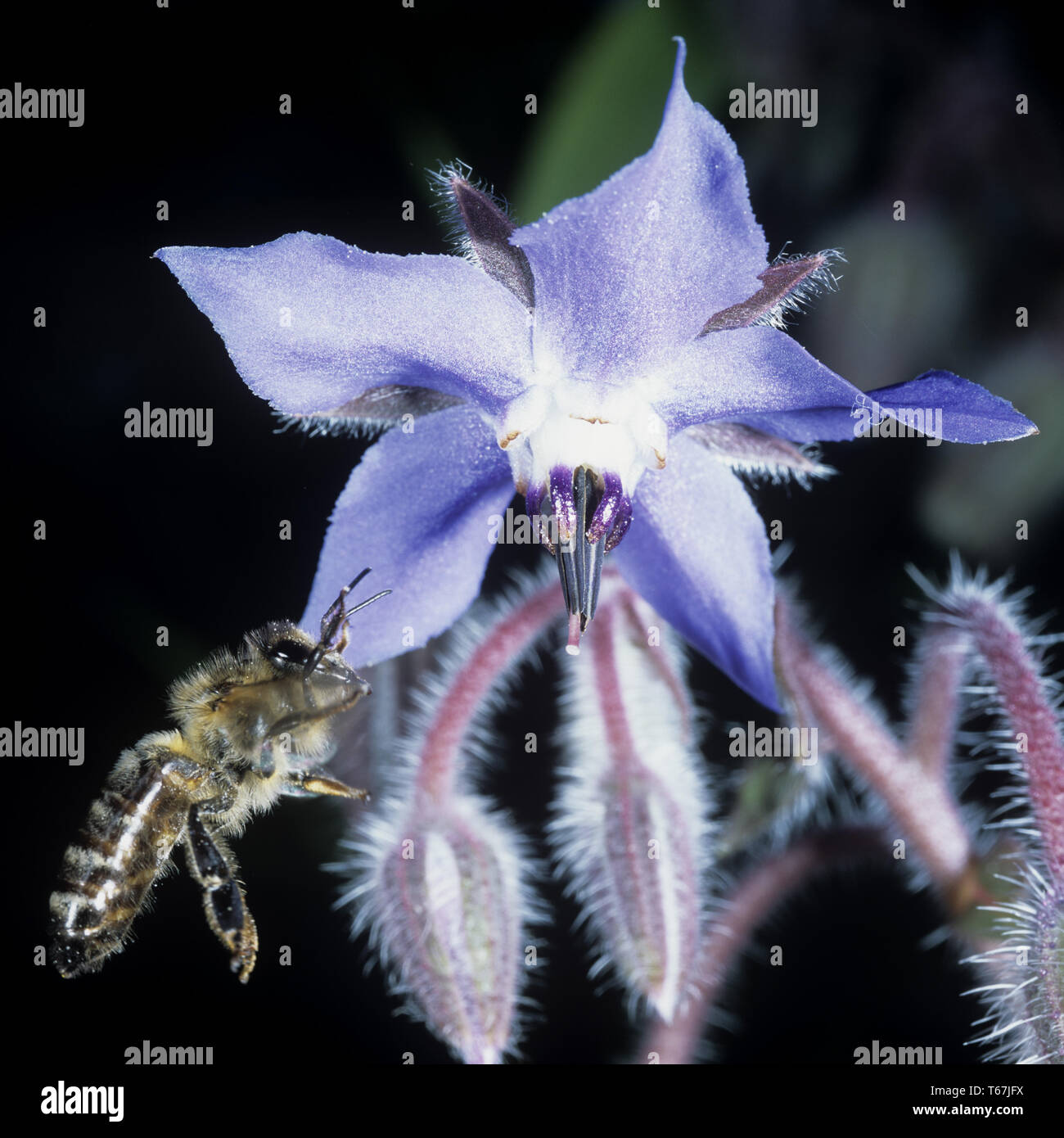 borage, star flower, bee bread [Borago officinalis / Echium amoenum ...