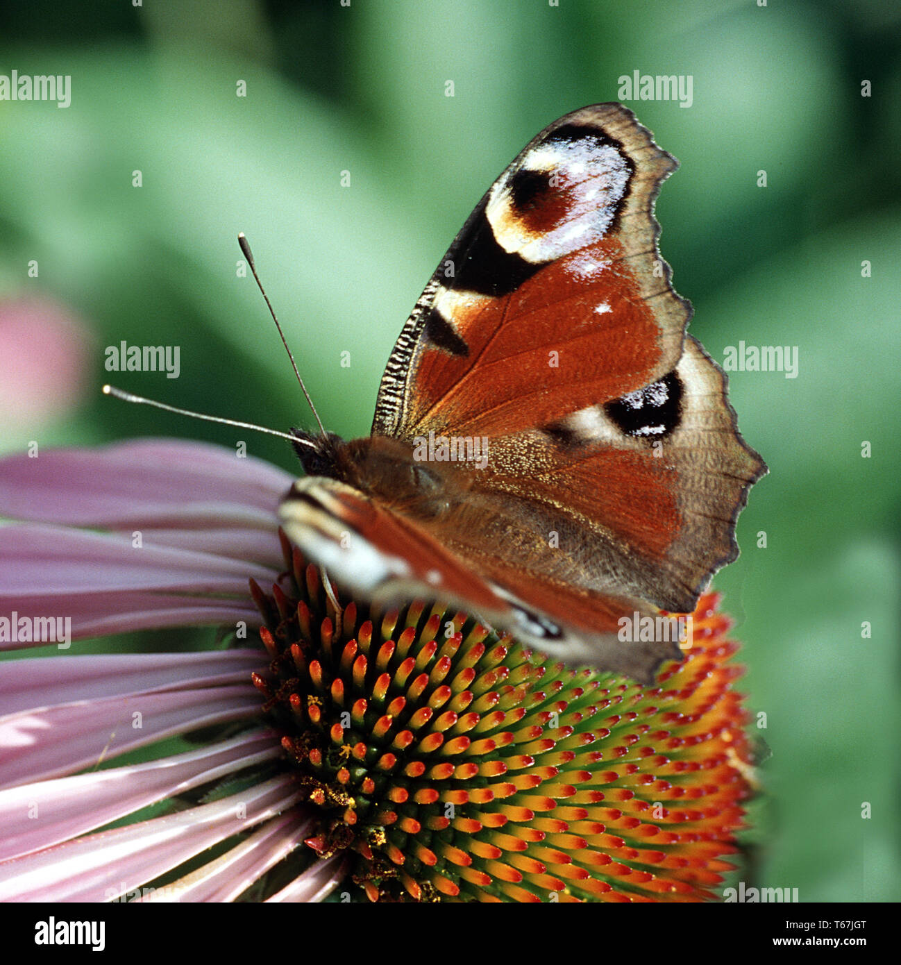 Peacock moths hi-res stock photography and images - Alamy