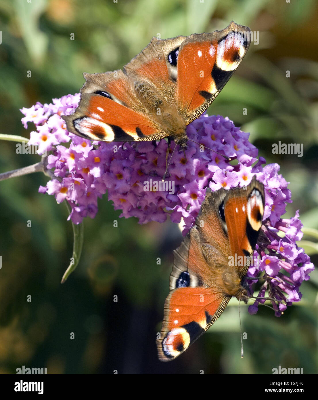 European peacock, Inachis io Stock Photo - Alamy