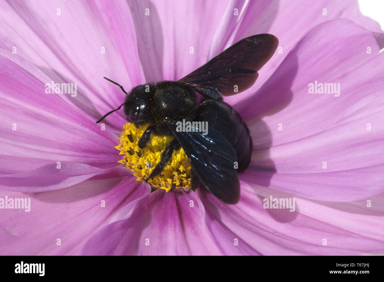 violet carpenter bee, Xylocopa, violacea Stock Photo - Alamy