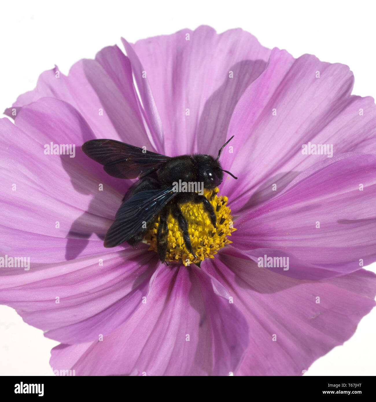 violet carpenter bee, Xylocopa, violacea Stock Photo - Alamy
