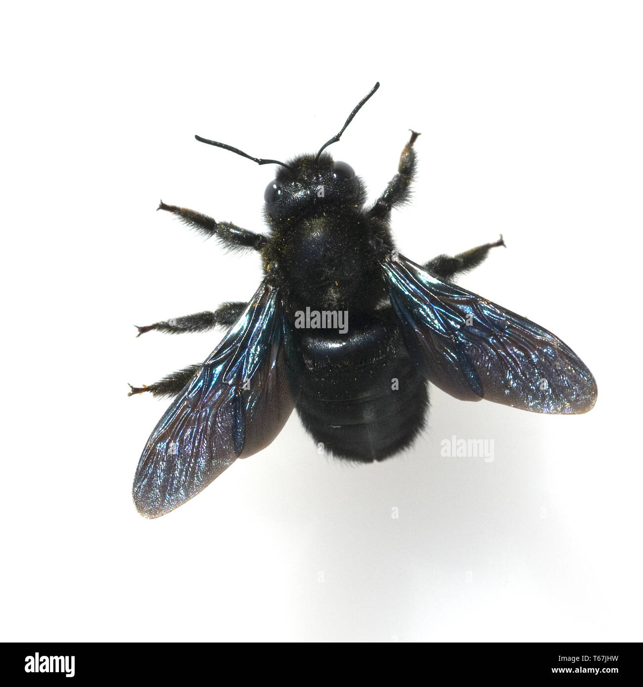 violet carpenter bee, Xylocopa, violacea Stock Photo - Alamy