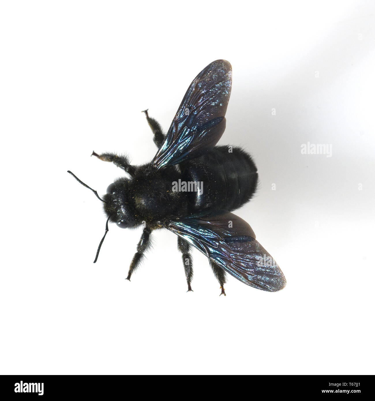 violet carpenter bee, Xylocopa, violacea Stock Photo - Alamy