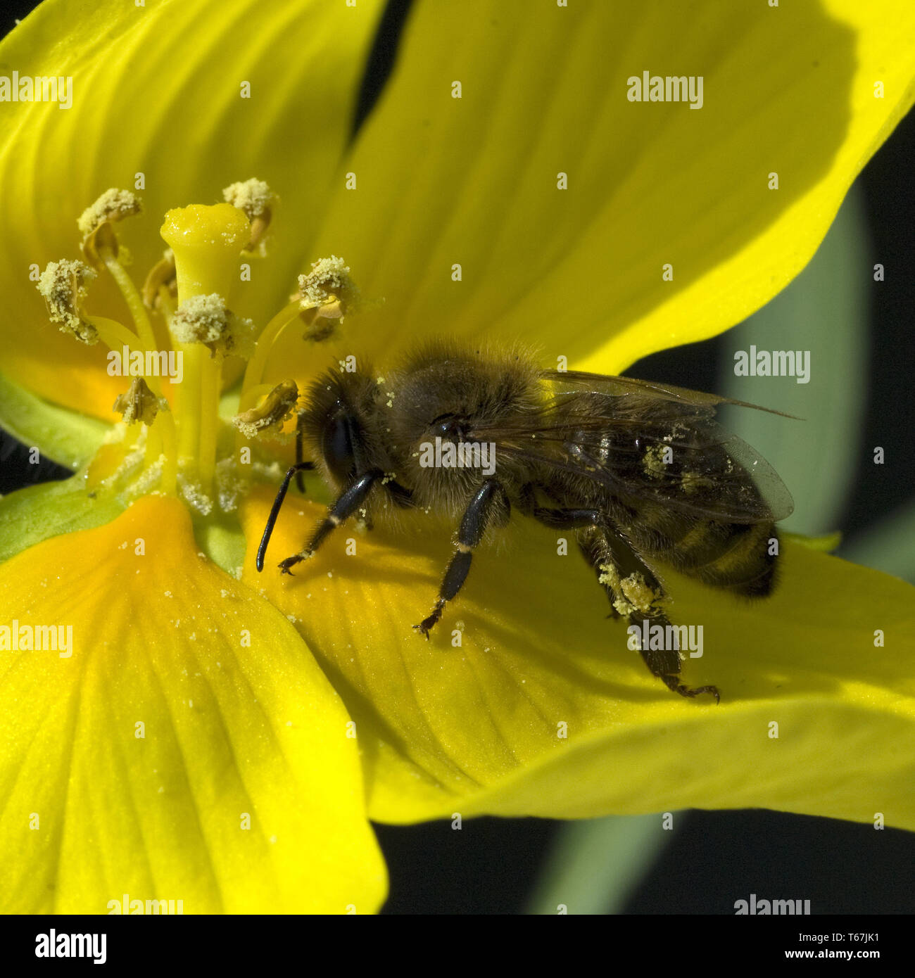 Honey Bee (Apis mellifica), Germany Stock Photo - Alamy