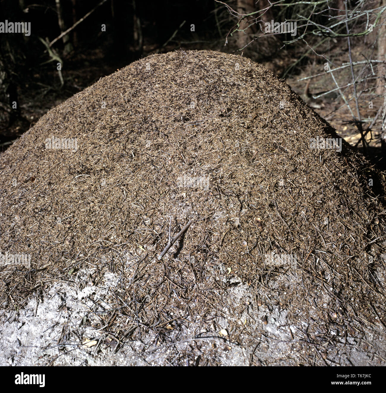 Horse ant or Red Wood Ant, Formica rufa, Germany Stock Photo - Alamy