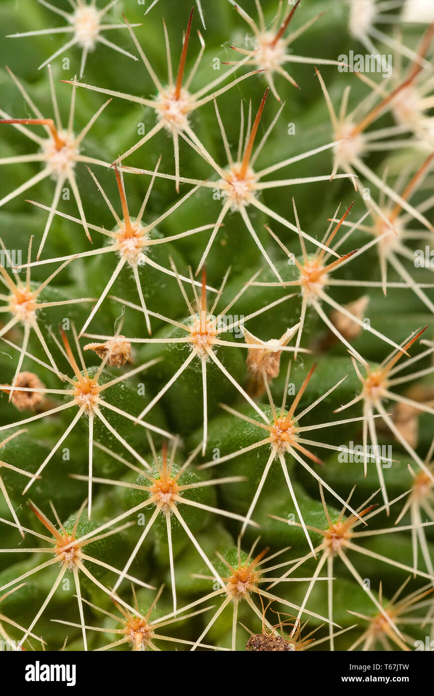 Sore Cactus High Resolution Stock Photography and Images - Alamy