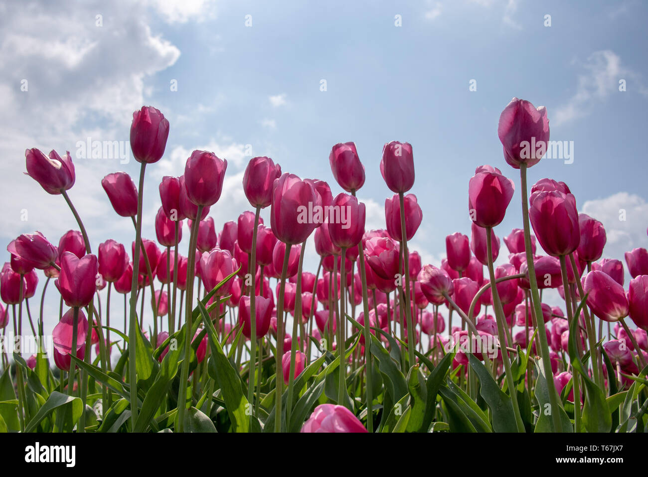 Tulip fever holland hi-res stock photography and images - Alamy