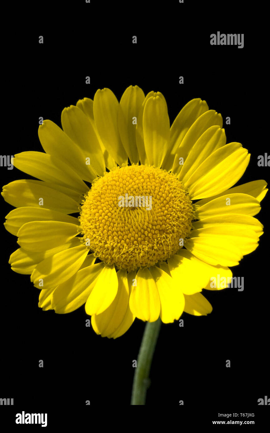 golden marguerite [Anthemis tinctoria] or yellow chamomile Stock Photo ...