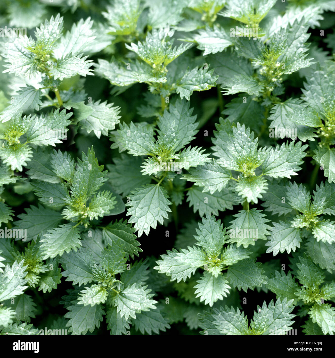 Annual nettle, Urtica urens Stock Photo - Alamy