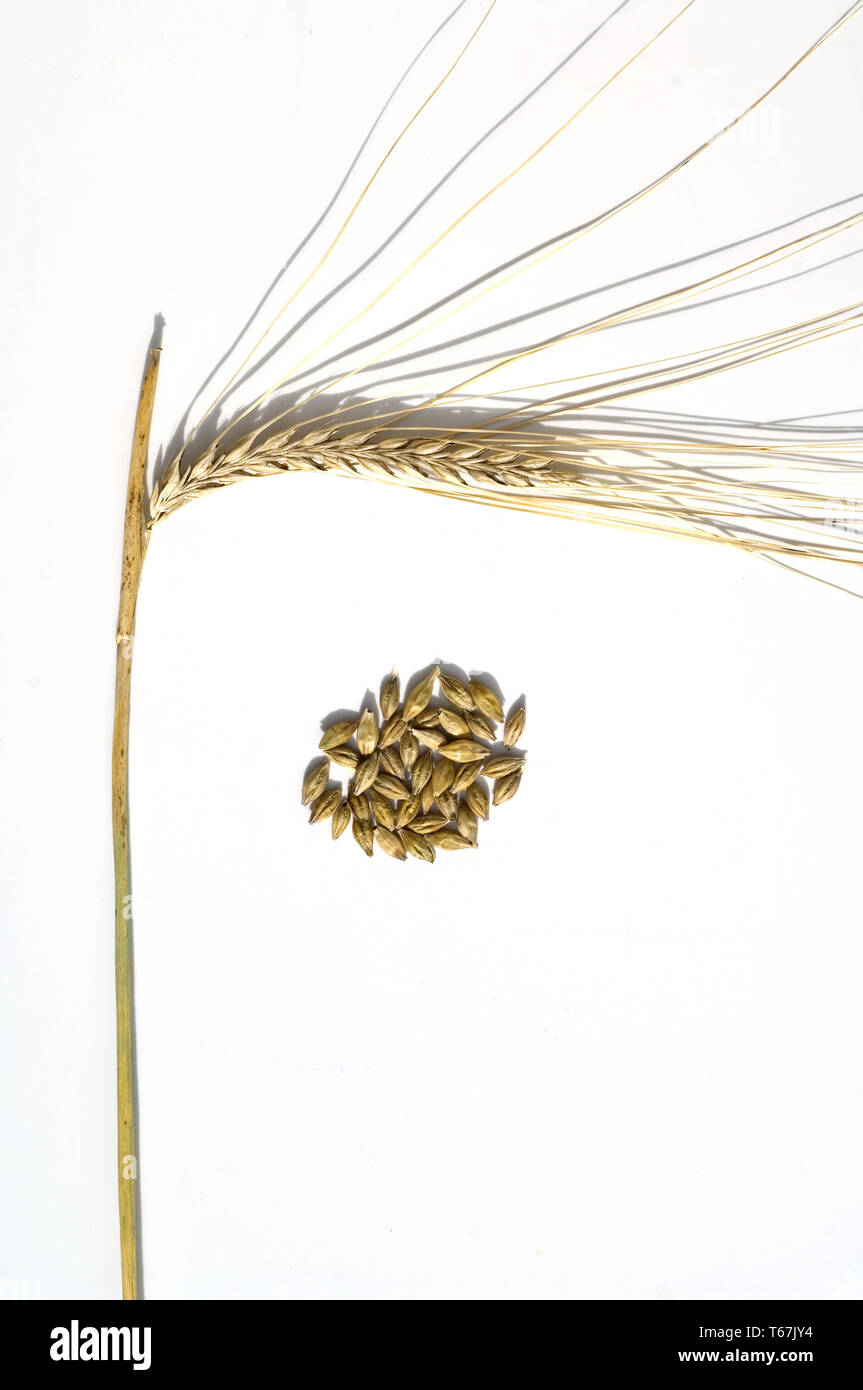 Barley, Hordeum vulgare Stock Photo - Alamy